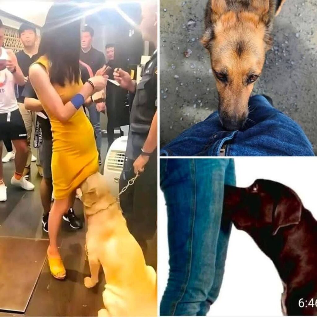 If your dog is sniffing your genital area, it means you have… - AMAZING